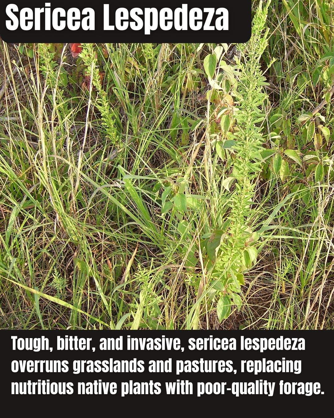 North Carolina’s Top 25 Invasive Species You’ve Probably Seen (And ...
