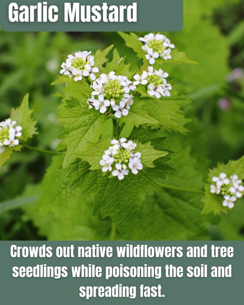 New Jersey’s Top 25 Invasive Species You’ve Probably Seen (And Maybe ...