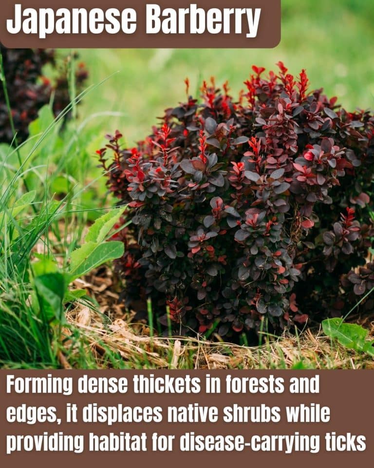 New Jersey’s Top 25 Invasive Species You’ve Probably Seen (And Maybe ...