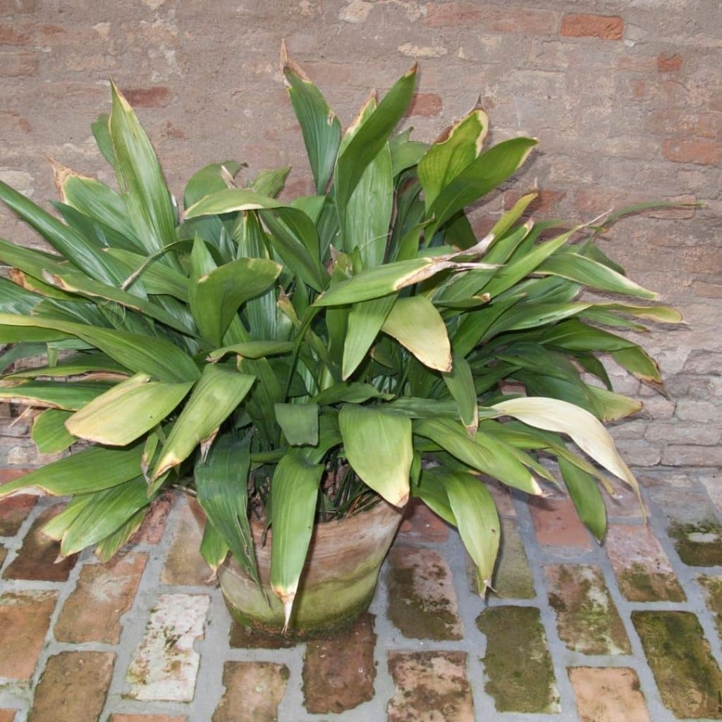 25 House Plants That Are Tolerant of Low Light: Easy Care Greenery for ...