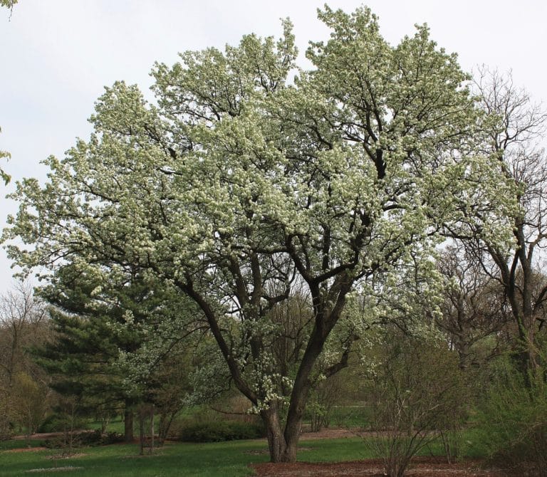 New Jersey’s Top 25 Invasive Species You’ve Probably Seen (And Maybe ...