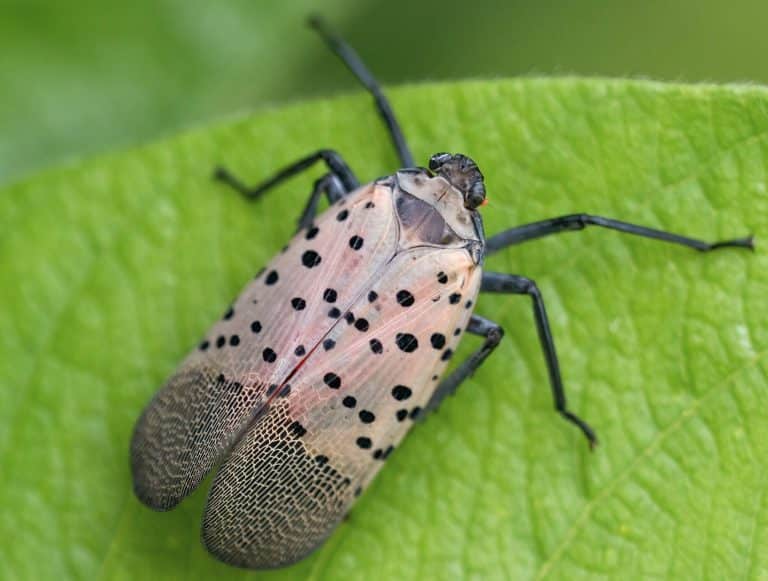North Carolina’s Top 25 Invasive Species You’ve Probably Seen (And ...