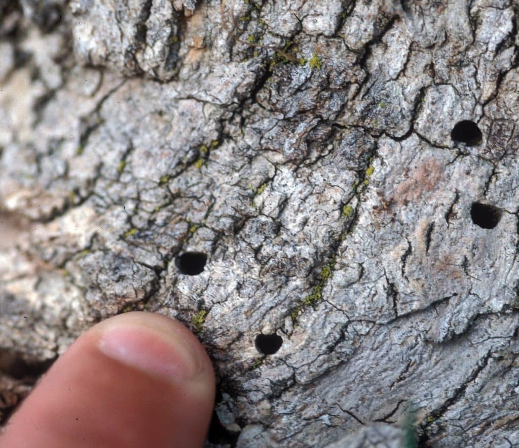 New Jersey's Top 25 Invasive Species You’ve Probably Seen (And Maybe ...