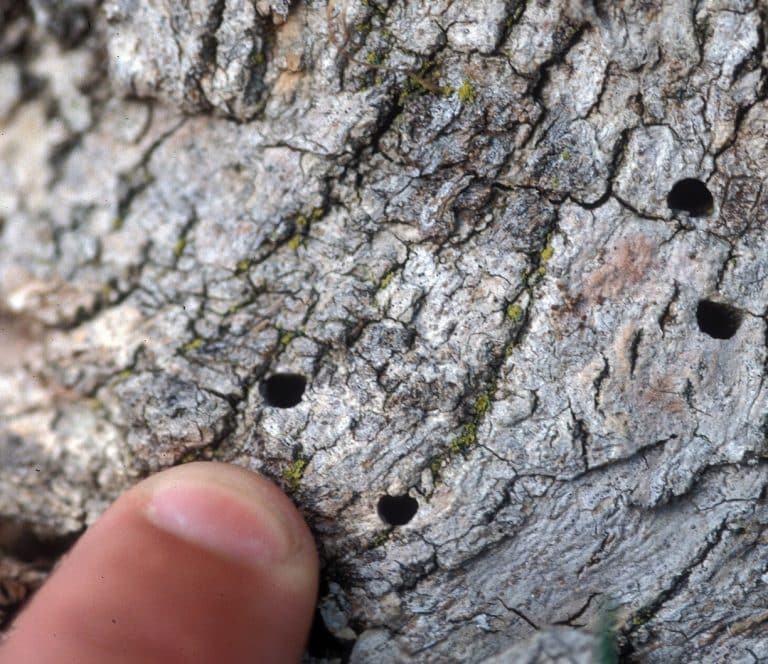 New Jersey's Top 25 Invasive Species You’ve Probably Seen (And Maybe ...