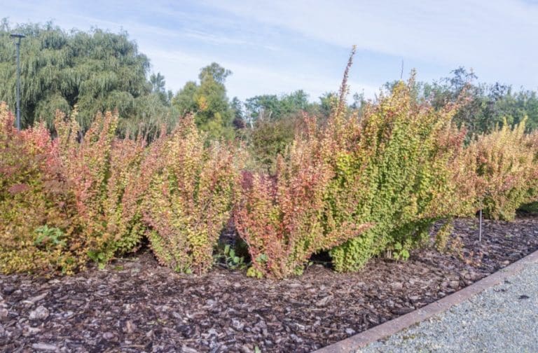 New Jersey’s Top 25 Invasive Species You’ve Probably Seen (And Maybe ...
