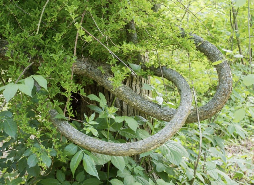 New Jersey’s Top 25 Invasive Species You’ve Probably Seen (And Maybe ...