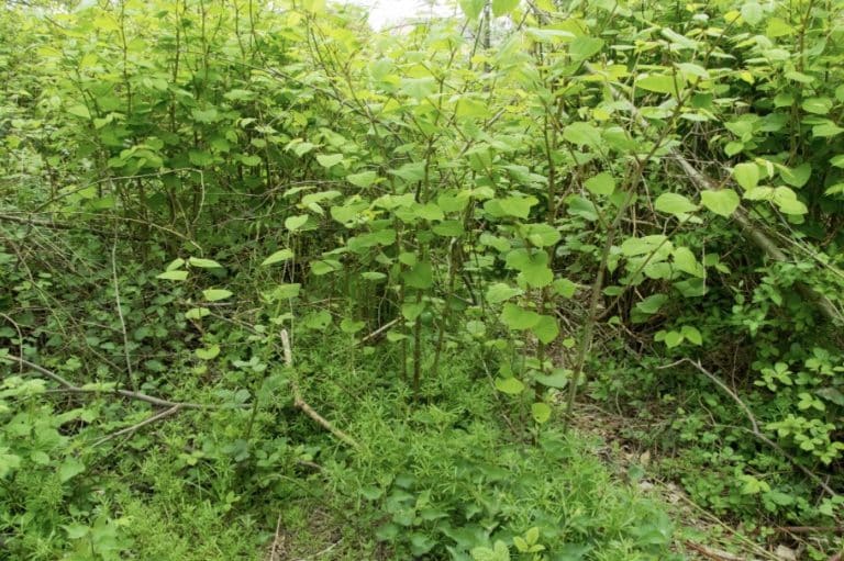 North Carolina’s Top 25 Invasive Species You’ve Probably Seen (And ...