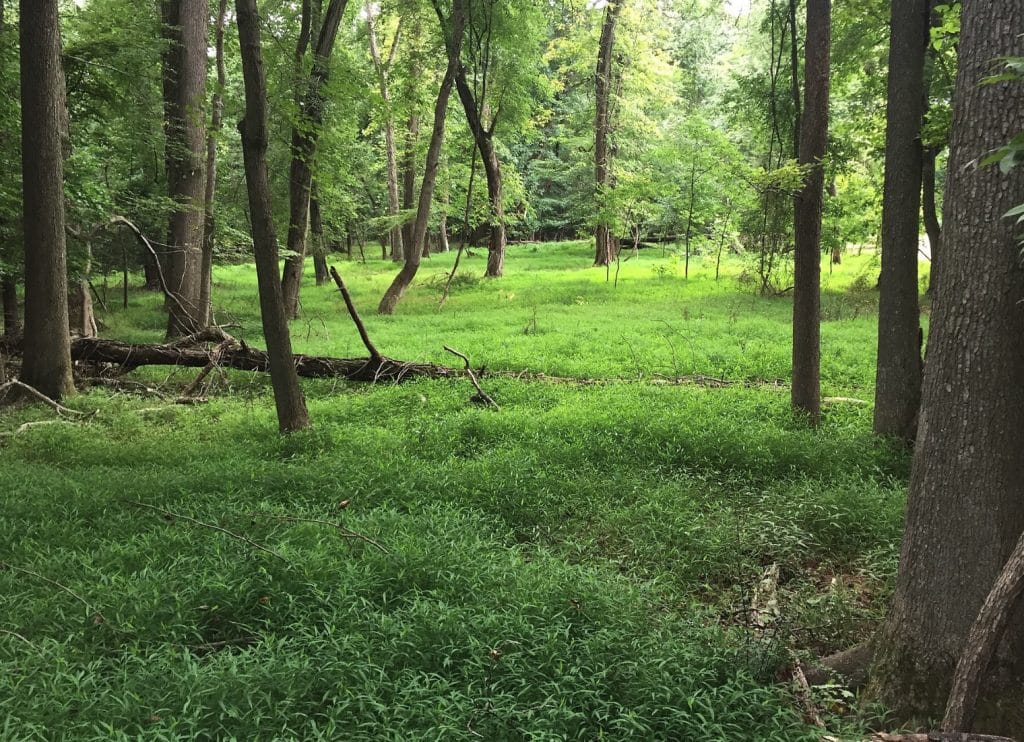 New Jersey’s Top 25 Invasive Species You’ve Probably Seen (And Maybe ...