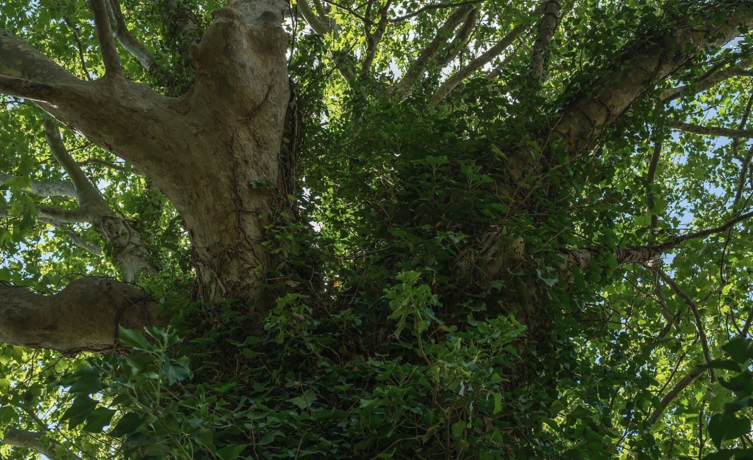 New Jersey’s Top 25 Invasive Species You’ve Probably Seen (And Maybe ...