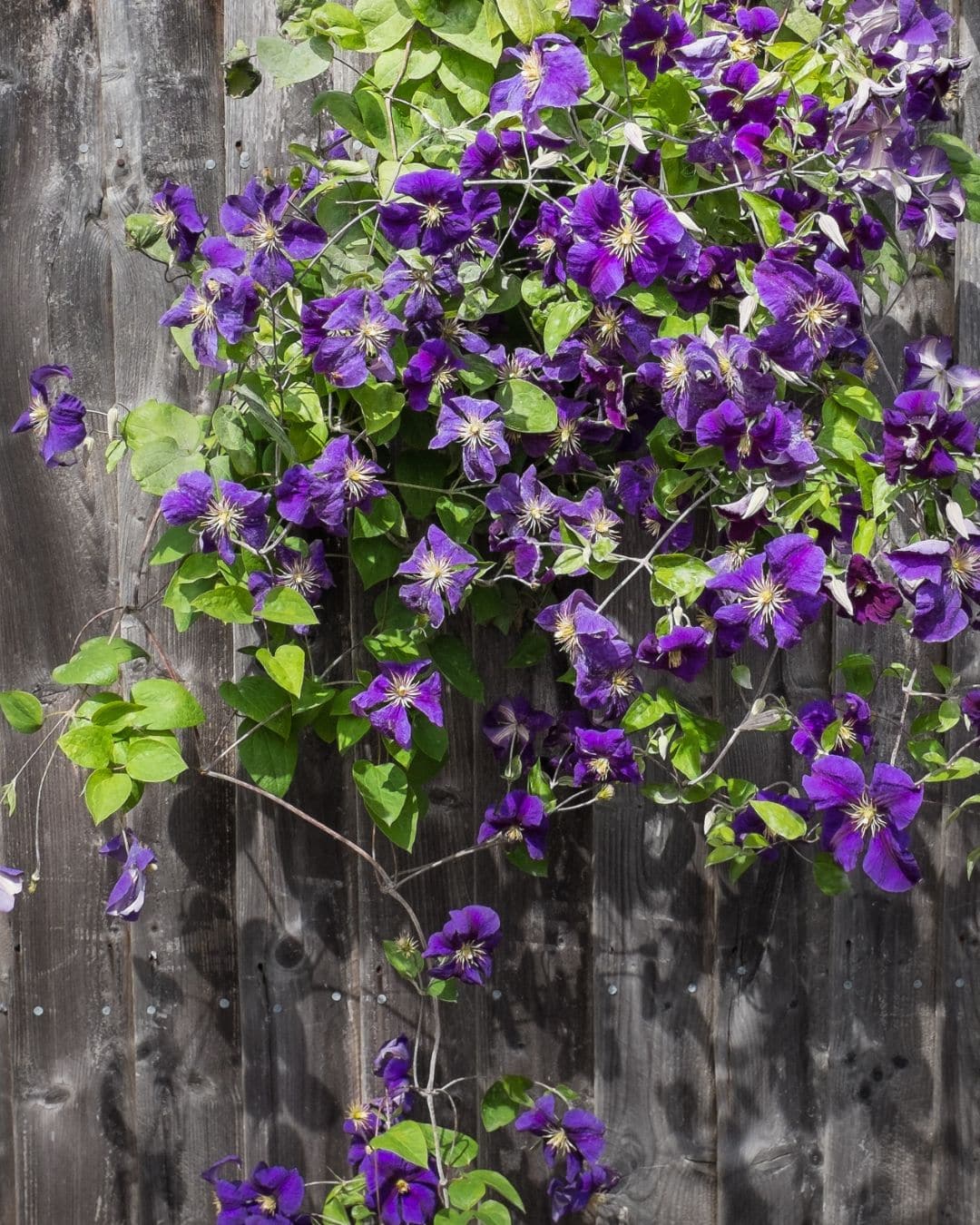 12 Climbing Plants That’ll Transform a Bare Fence Fast – GFL Outdoors